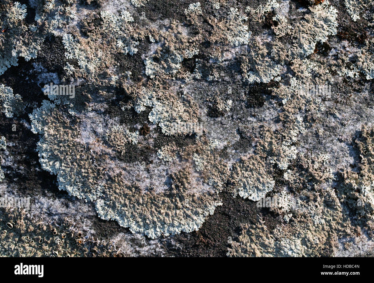 Various lichen on stone hi-res stock photography and images - Alamy