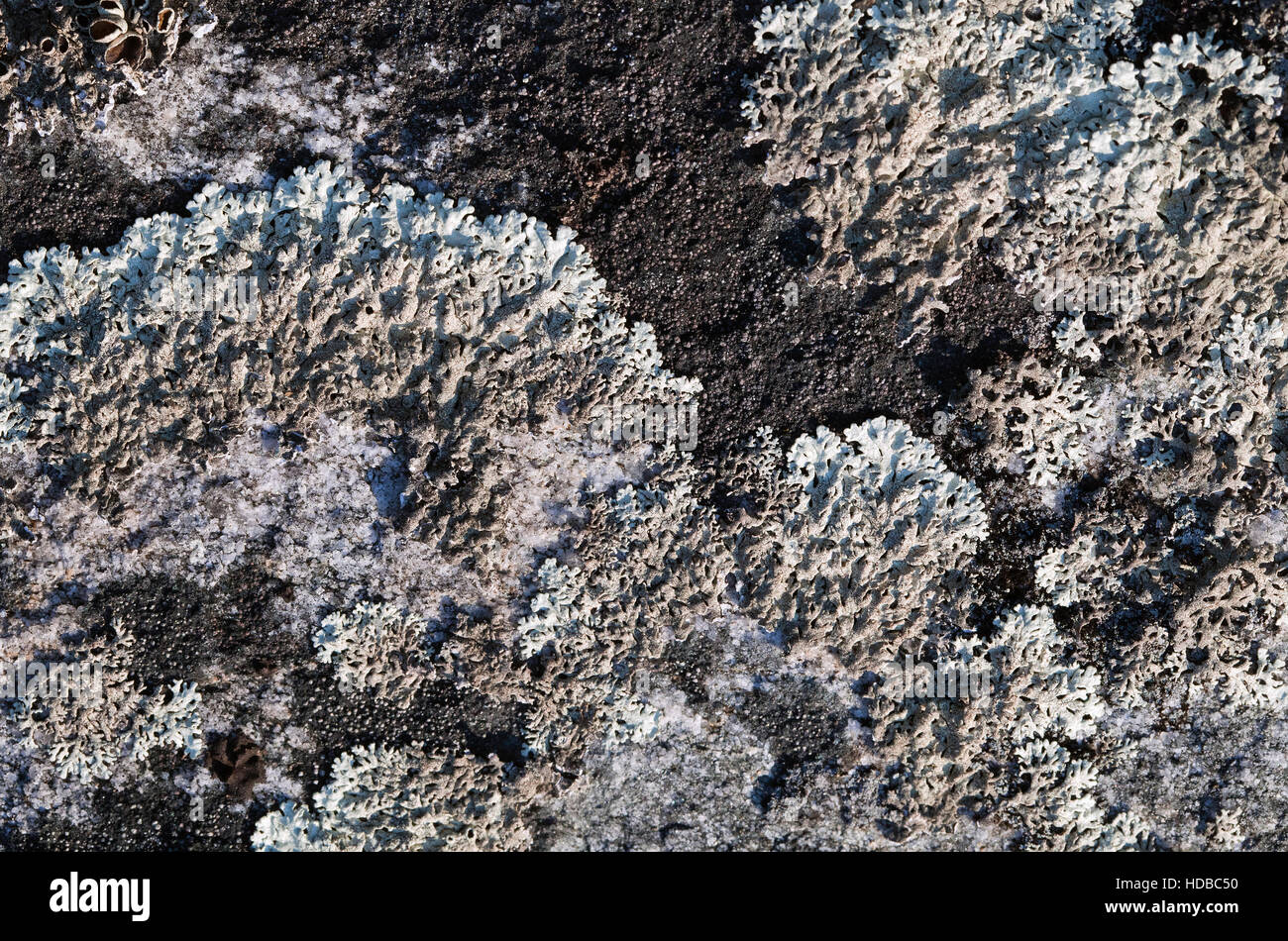 Various lichen on stone hi-res stock photography and images - Alamy
