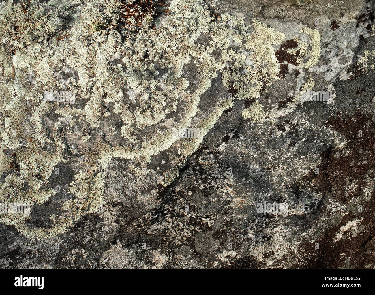 Various lichen on stone hi-res stock photography and images - Alamy