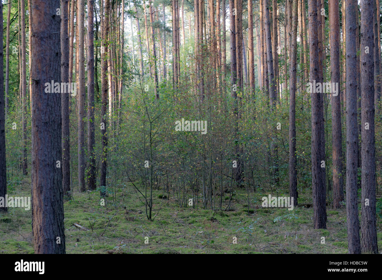 Baum wald wiese hi-res stock photography and images - Alamy