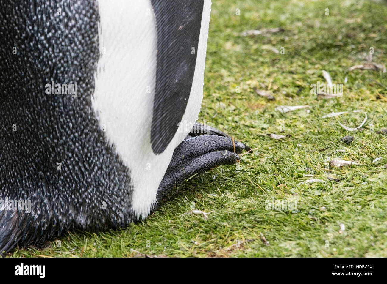 Baby penguin feet High Resolution Stock Photography and Images - Alamy