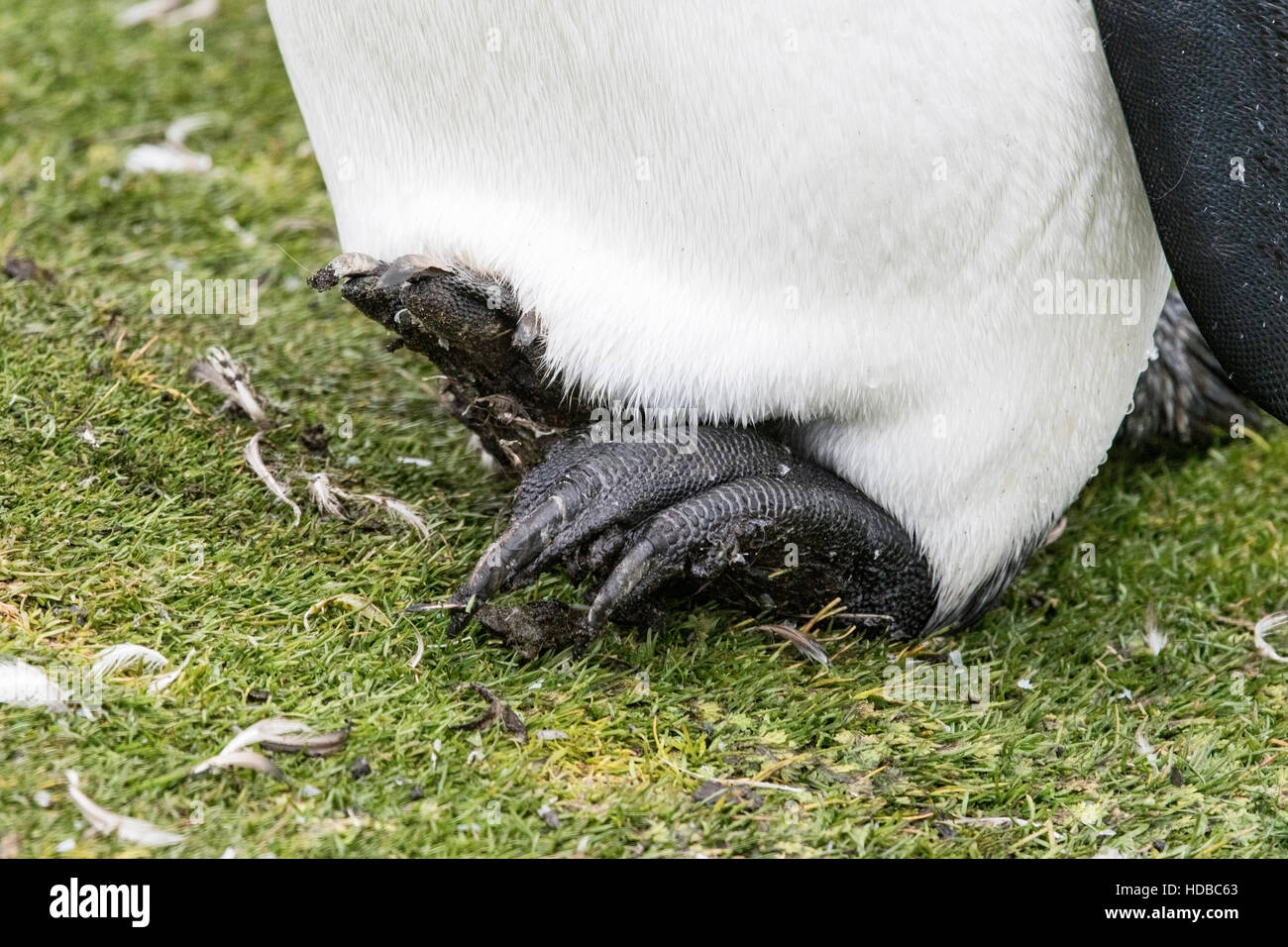 Penguin feet king hi-res stock photography and images - Alamy