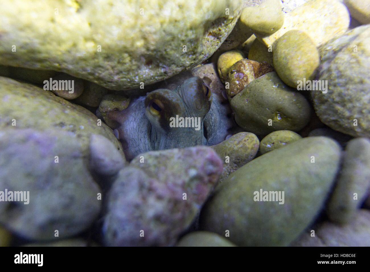 Stones underwater hi-res stock photography and images - Alamy