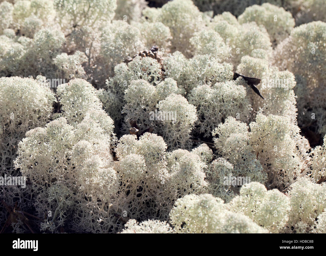 Cladonia portentosa reindeer moss hi-res stock photography and images ...