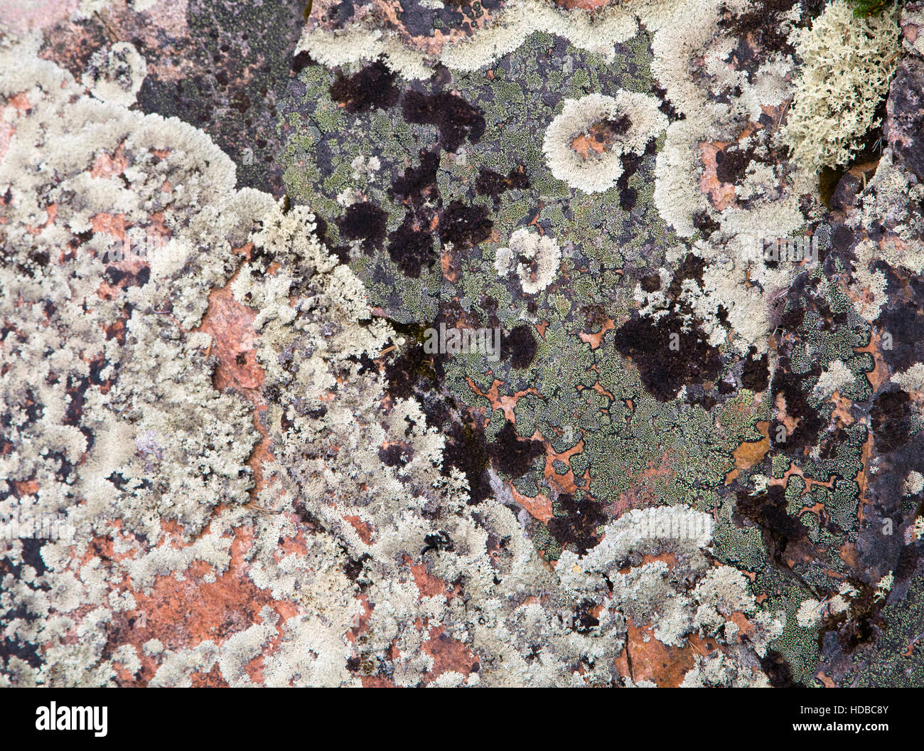 Types of lichen hi-res stock photography and images - Alamy