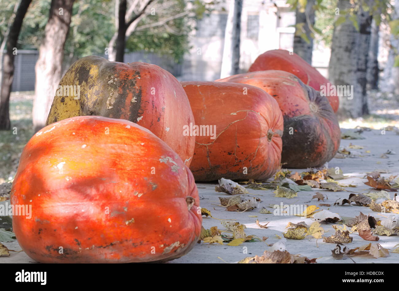 Big fat pumpkin hi-res stock photography and images - Alamy