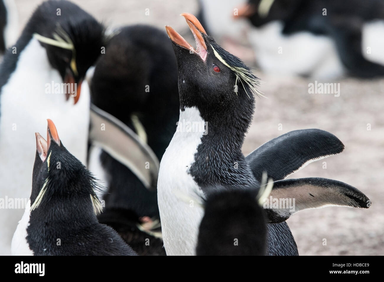Rockhopper breeding colonies hi-res stock photography and images - Alamy