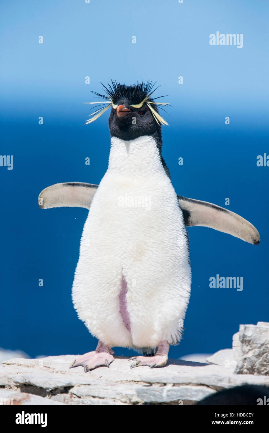 rockhopper penguin (Eudyptes chrysocome) adult standing on top of cliff ...