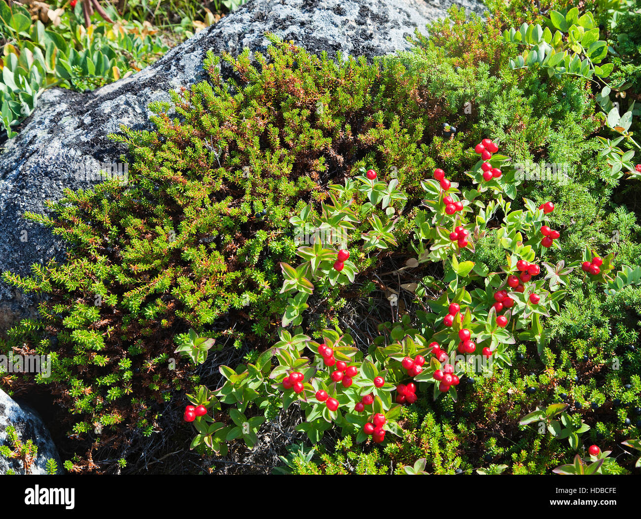Dwarf Cornel - Bunchberry Cornus suecica - with berries Stock Photo - Alamy