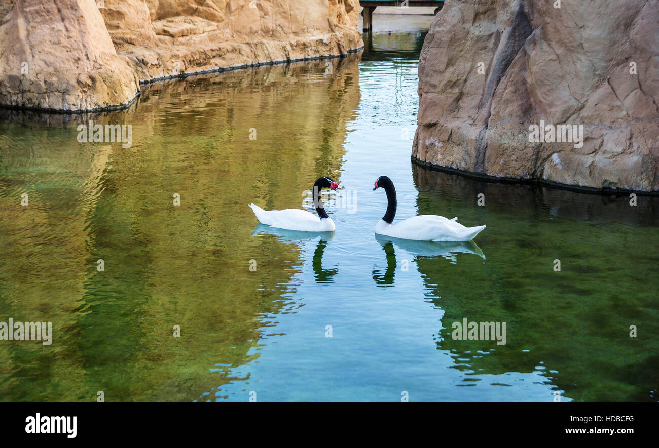 Two black-necked swans in Valencia, Spain Stock Photo - Alamy