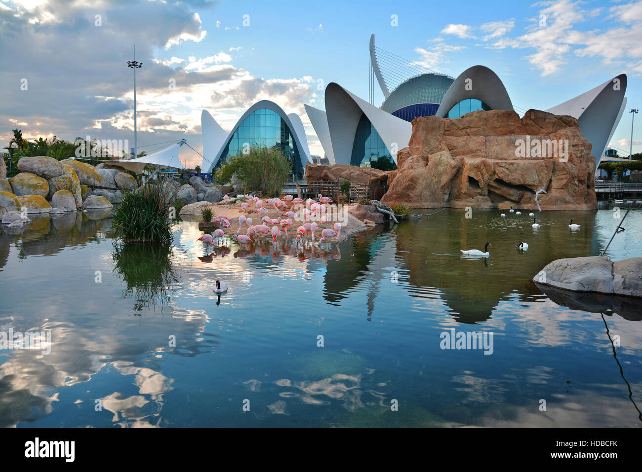 Flamingo pool at Oceanographic center , Valencia , Spain Stock Photo ...