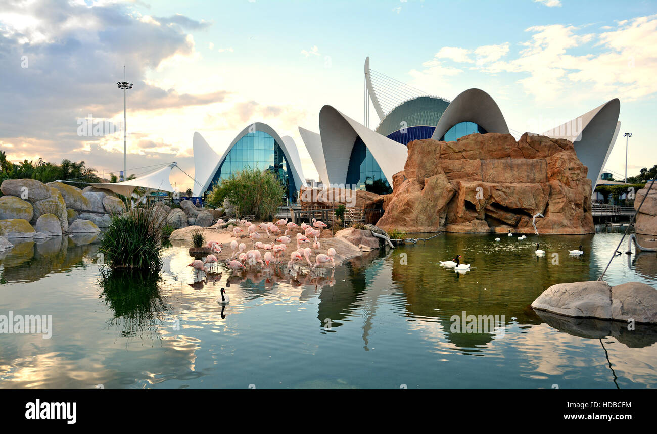 Flamingo pool at Oceanographic center , Valencia , Spain Stock Photo ...