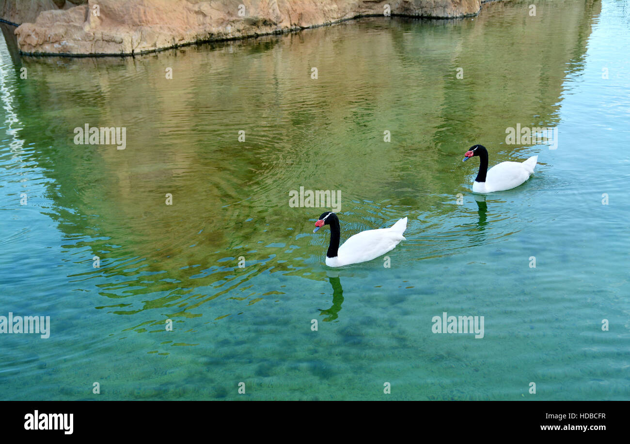 Two black-necked swans in Valencia, Spain Stock Photo - Alamy