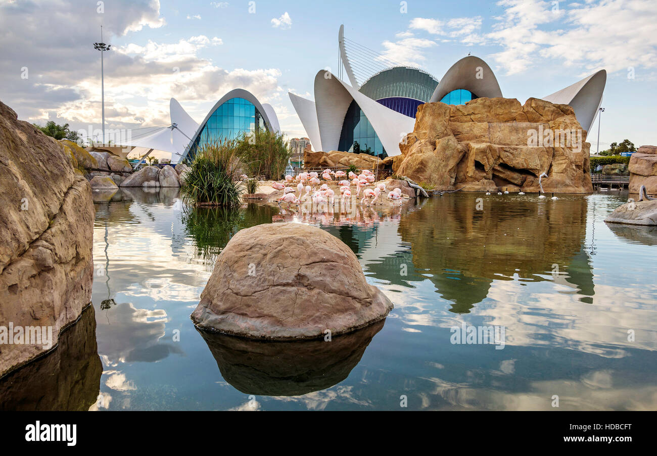 Flamingo pool at Oceanographic center , Valencia , Spain Stock Photo ...