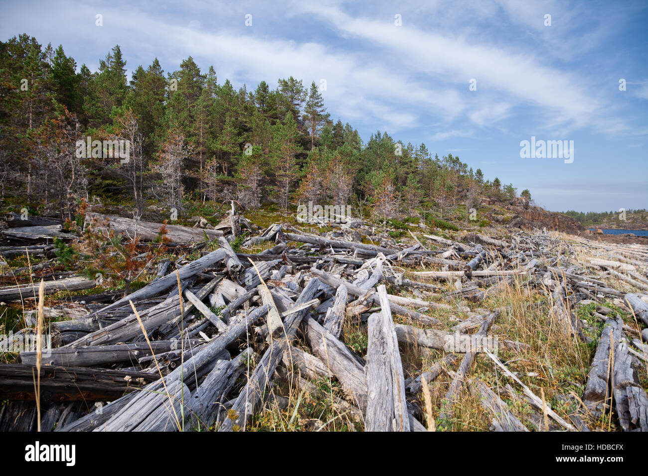 Kola trees hi-res stock photography and images - Alamy