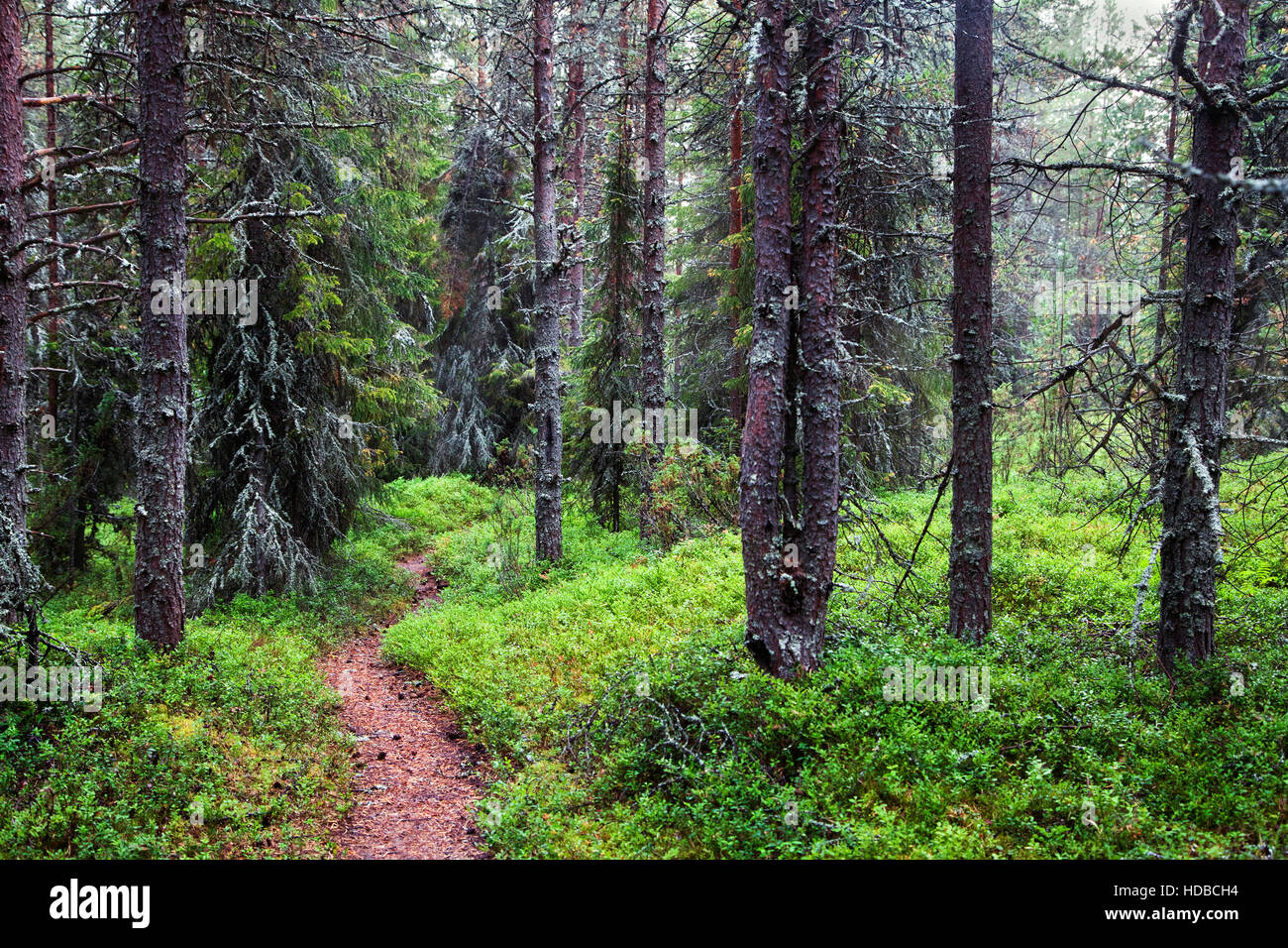 Dark forest path russia hi-res stock photography and images - Alamy