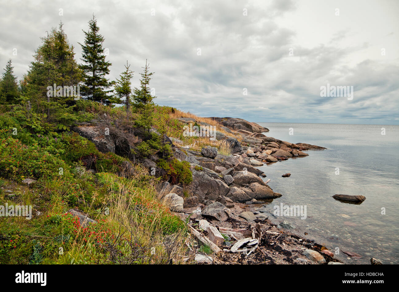 Kola trees hi-res stock photography and images - Alamy