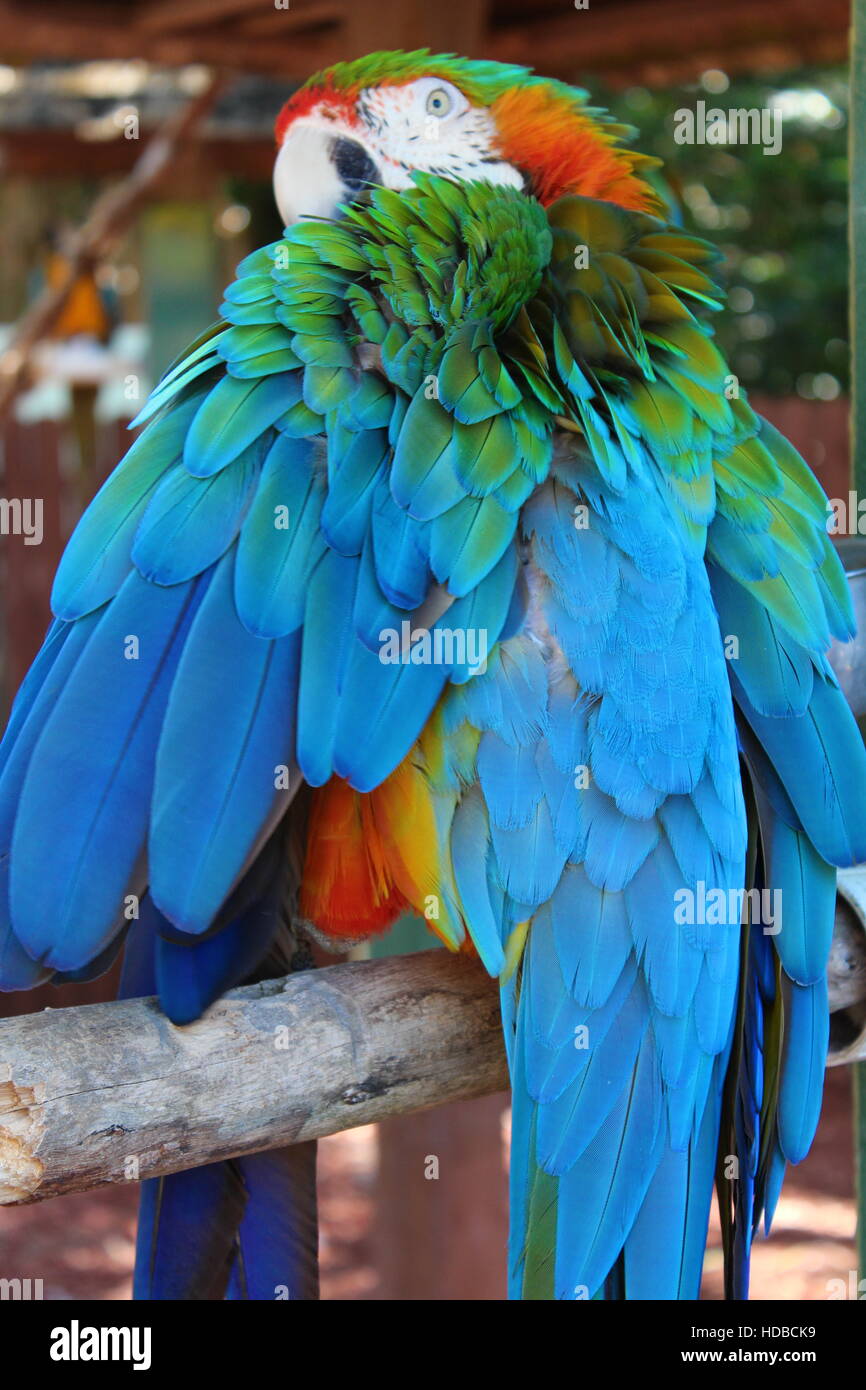 Parrot grooming hi-res stock photography and images - Alamy