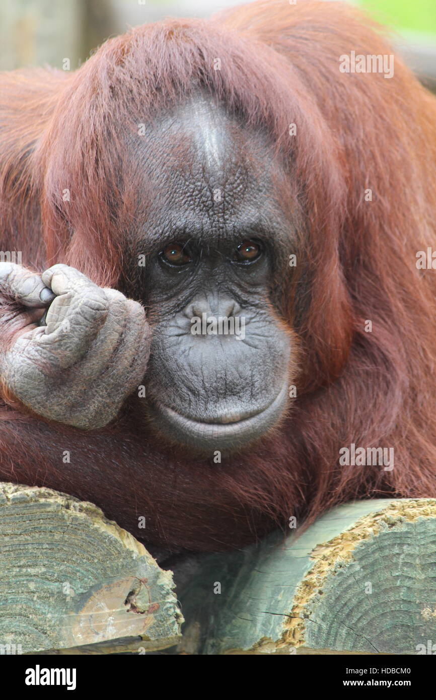 Female orangutan hi-res stock photography and images - Alamy