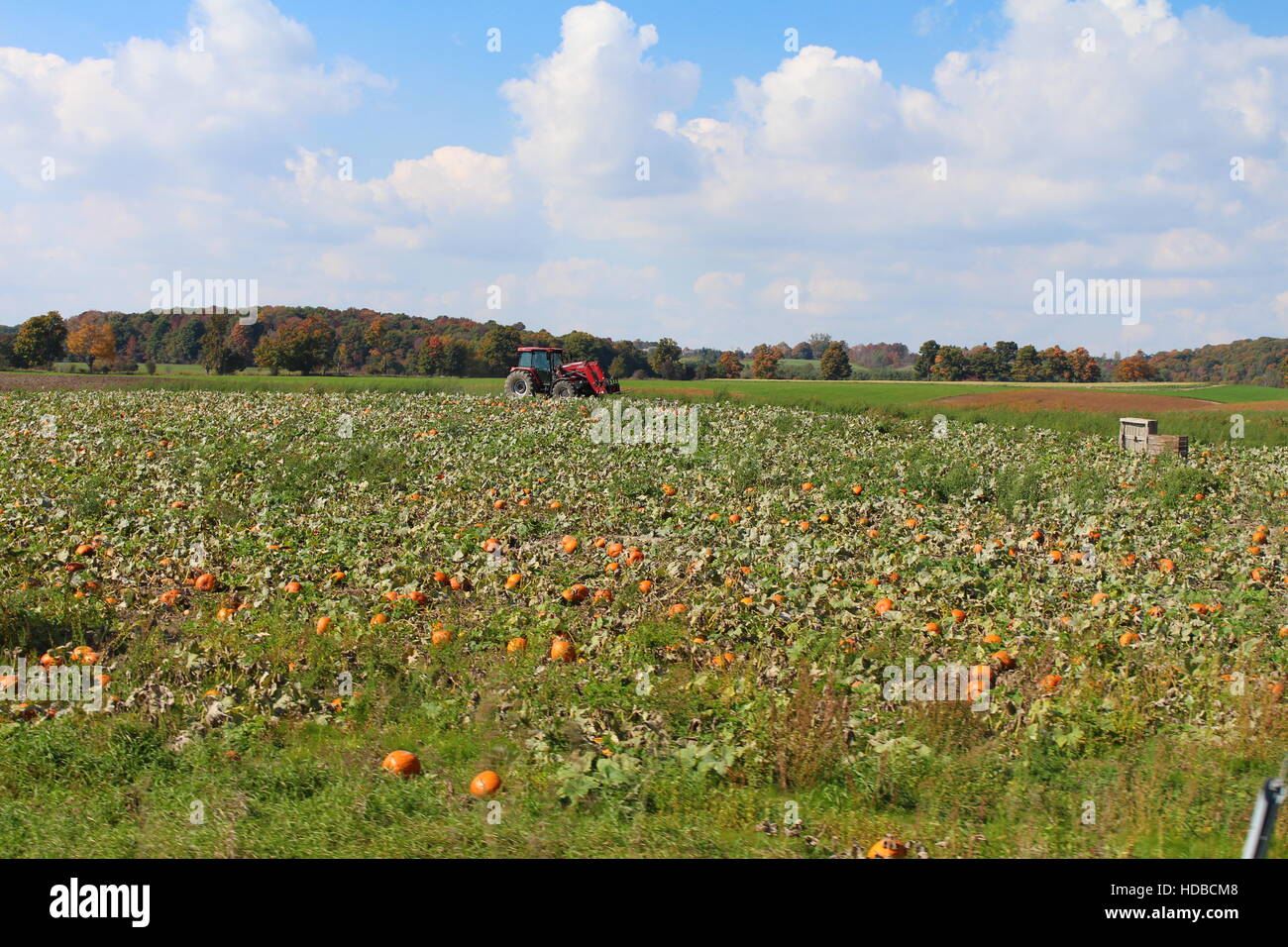 Pumpkin field hi-res stock photography and images - Alamy