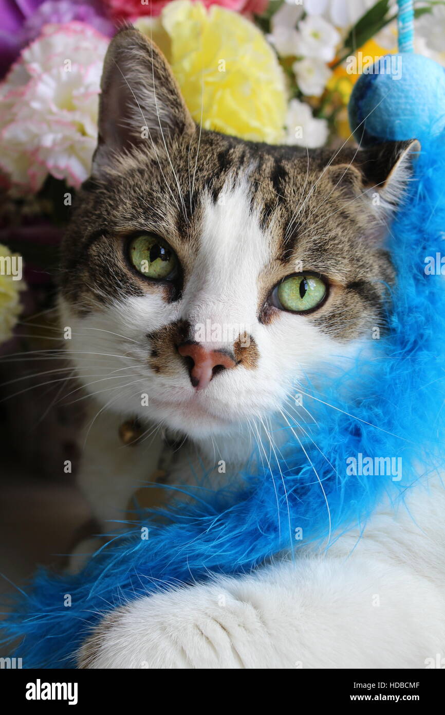 Beautiful Tabby Cat Stock Photo - Alamy