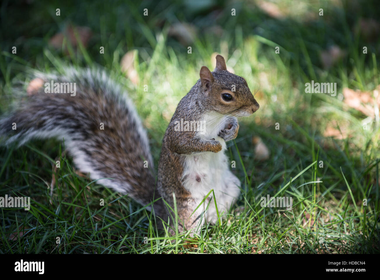 Chipmunk teeth hi-res stock photography and images - Alamy