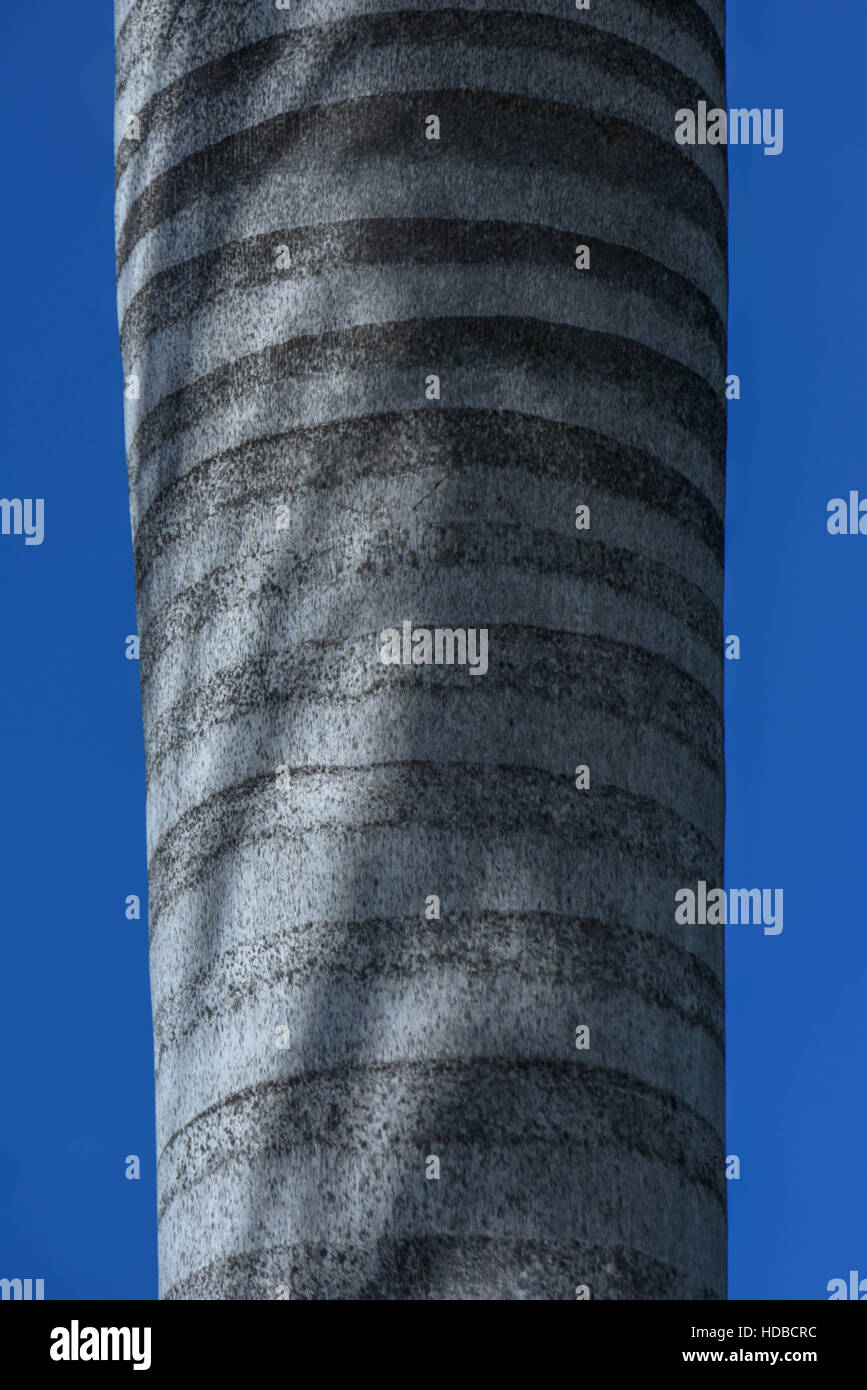 The rings on a palm tree / coconut tree are set against a deep blue sky ...