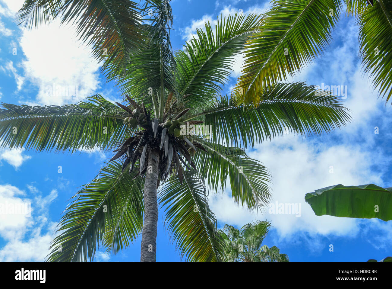 Coconut palm trees in Turks & Caicos. Upward view with blue sky and ...