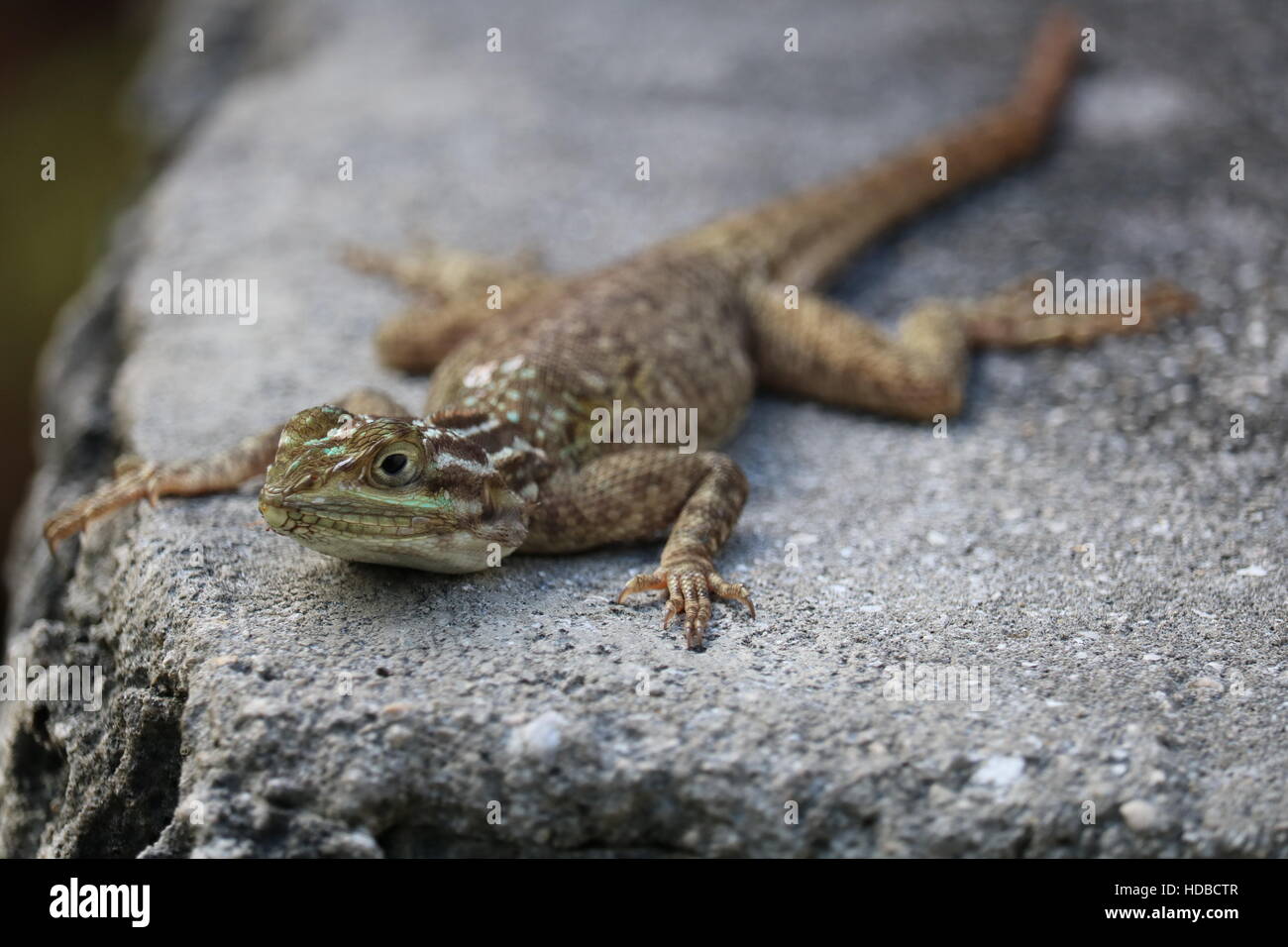 Lizard at Fairchild garden in Miami, Florida Stock Photo - Alamy