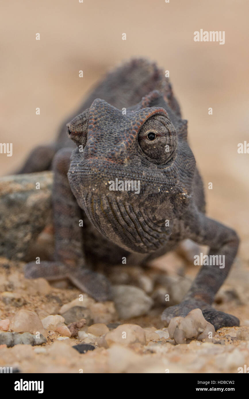 Desert chameleon hi-res stock photography and images - Alamy