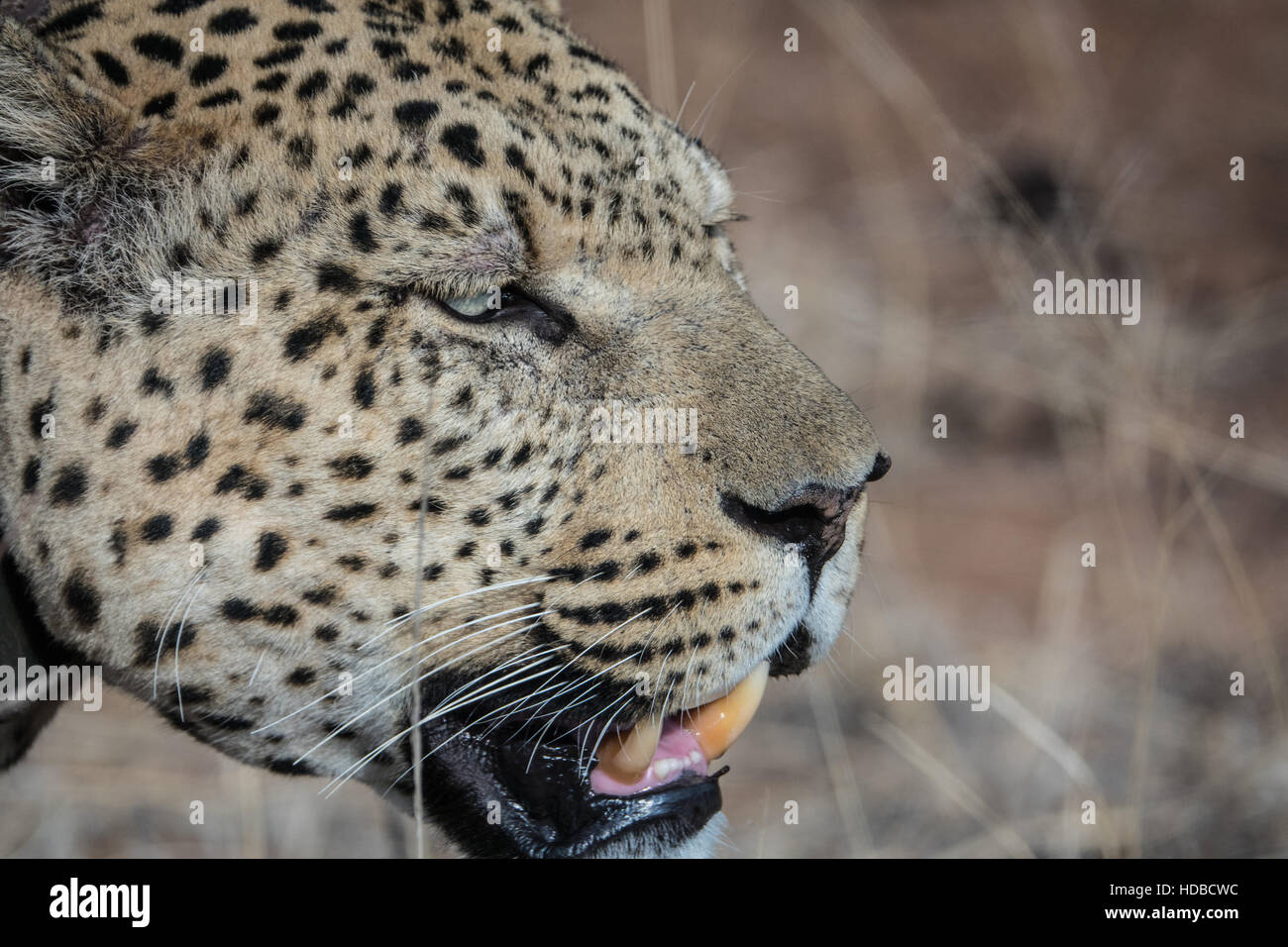 A leopard's portrait Stock Photo - Alamy