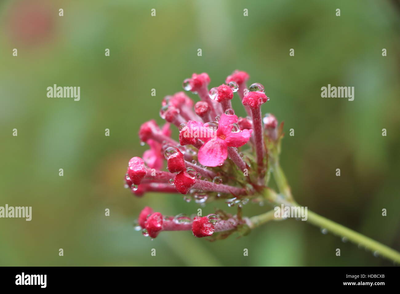 Wet freshly rained on flowers / buds on a plant at the zoo in Miami ...