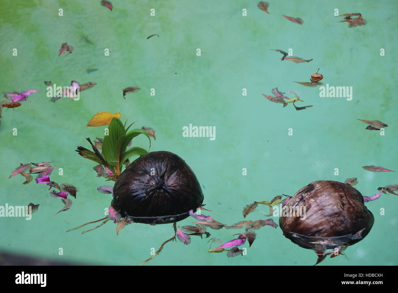 Sprouted coconut floating in a cuban crocodile pool at the Miami Zoo ...