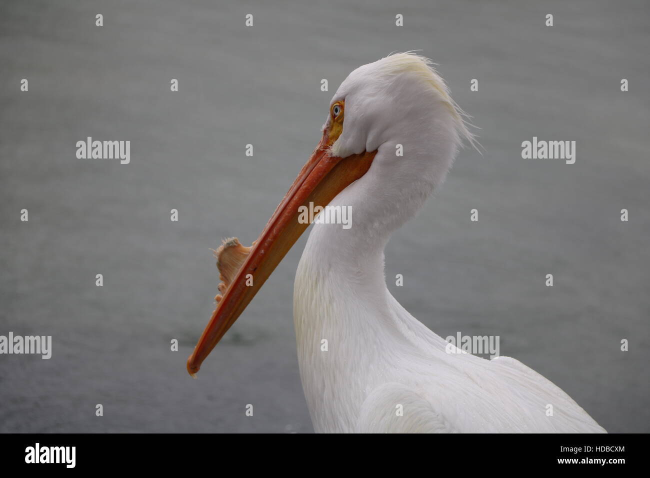 Zoo miami pelican hi-res stock photography and images - Alamy