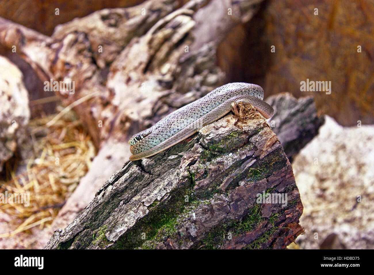 Wood snake hi-res stock photography and images - Alamy