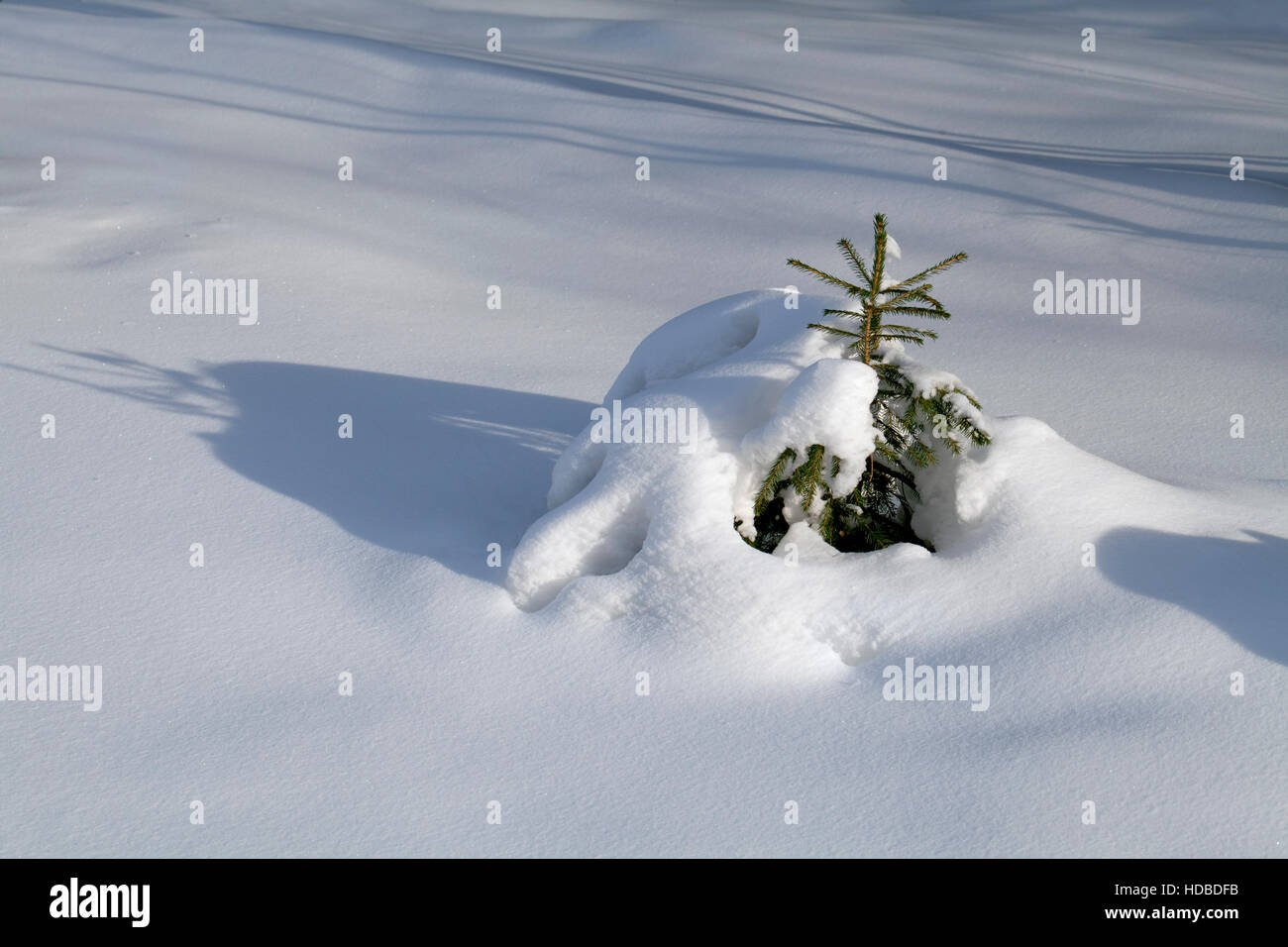 Cold snow fir tree hi-res stock photography and images - Alamy