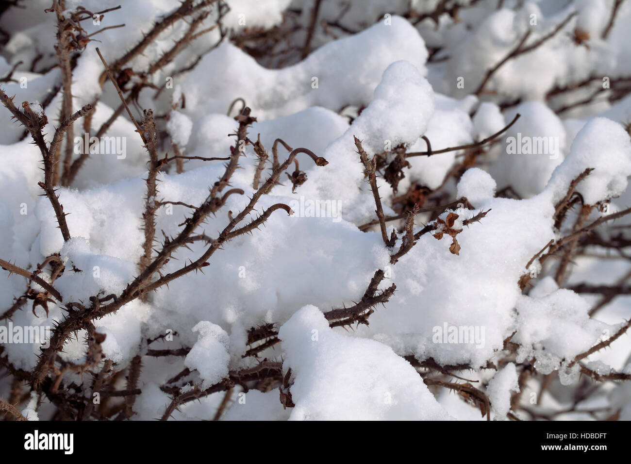Bush covered with thick snow in winter, close-up Stock Photo - Alamy