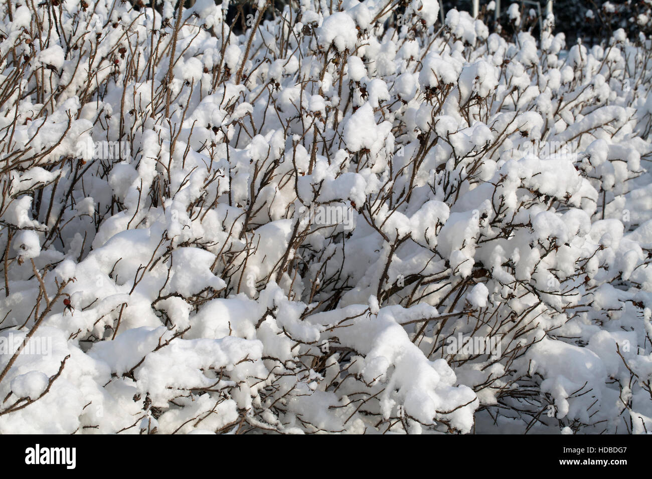 Bush covered with thick snow in winter, close-up Stock Photo - Alamy