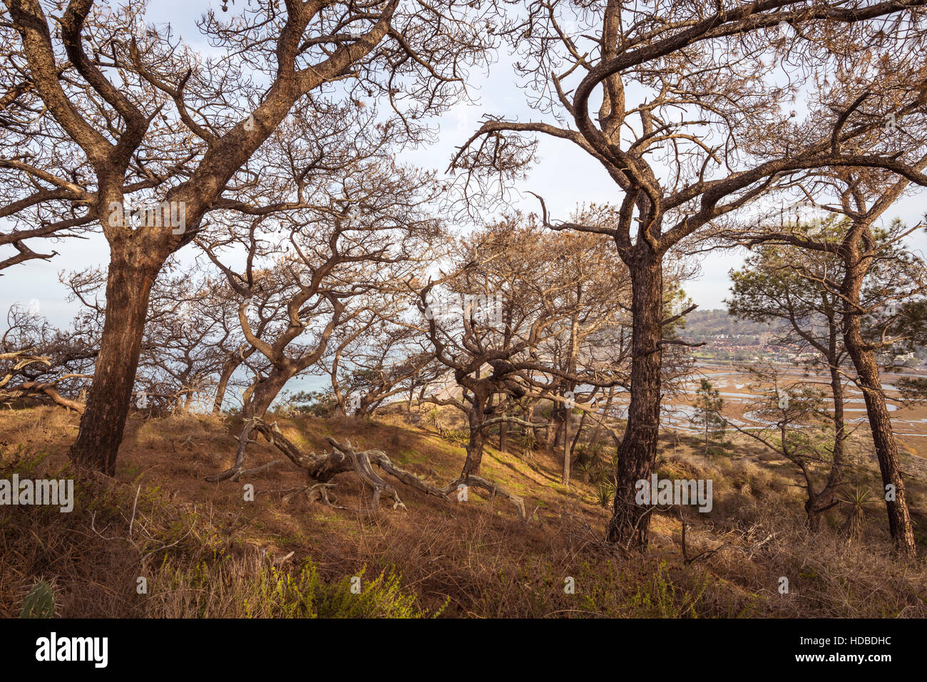 Group Of Conifers High Resolution Stock Photography and Images - Alamy