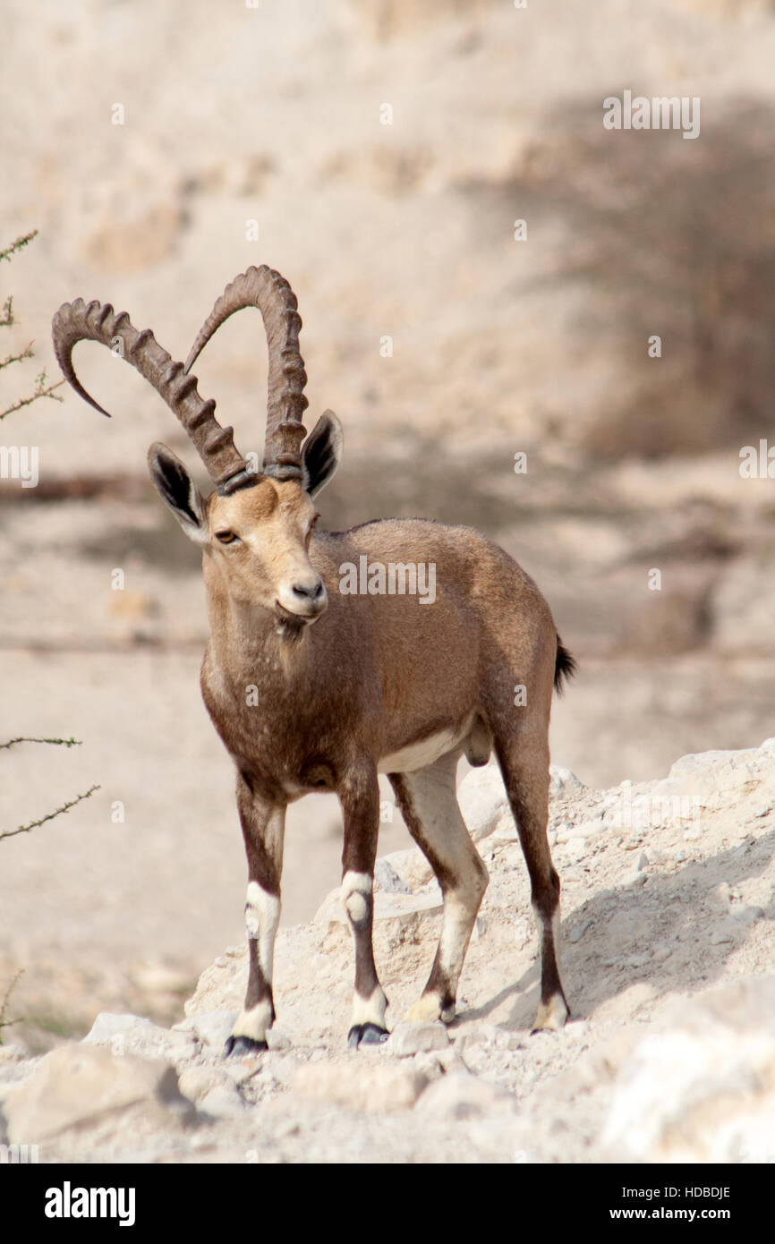 Nubian ibex in Ein Gedi at the Dead Sea. Israel Stock Photo - Alamy