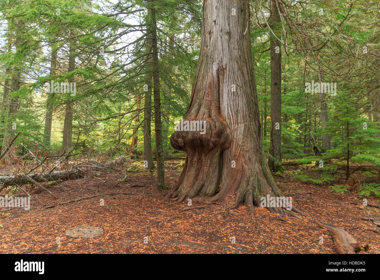 Knotty tree hi-res stock photography and images - Alamy