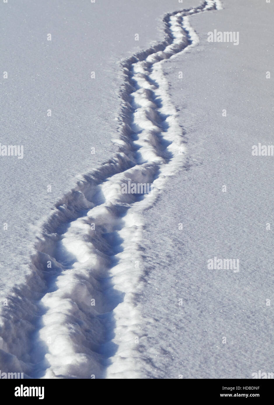 Footsteps in the deep snow on a sunny day Stock Photo - Alamy