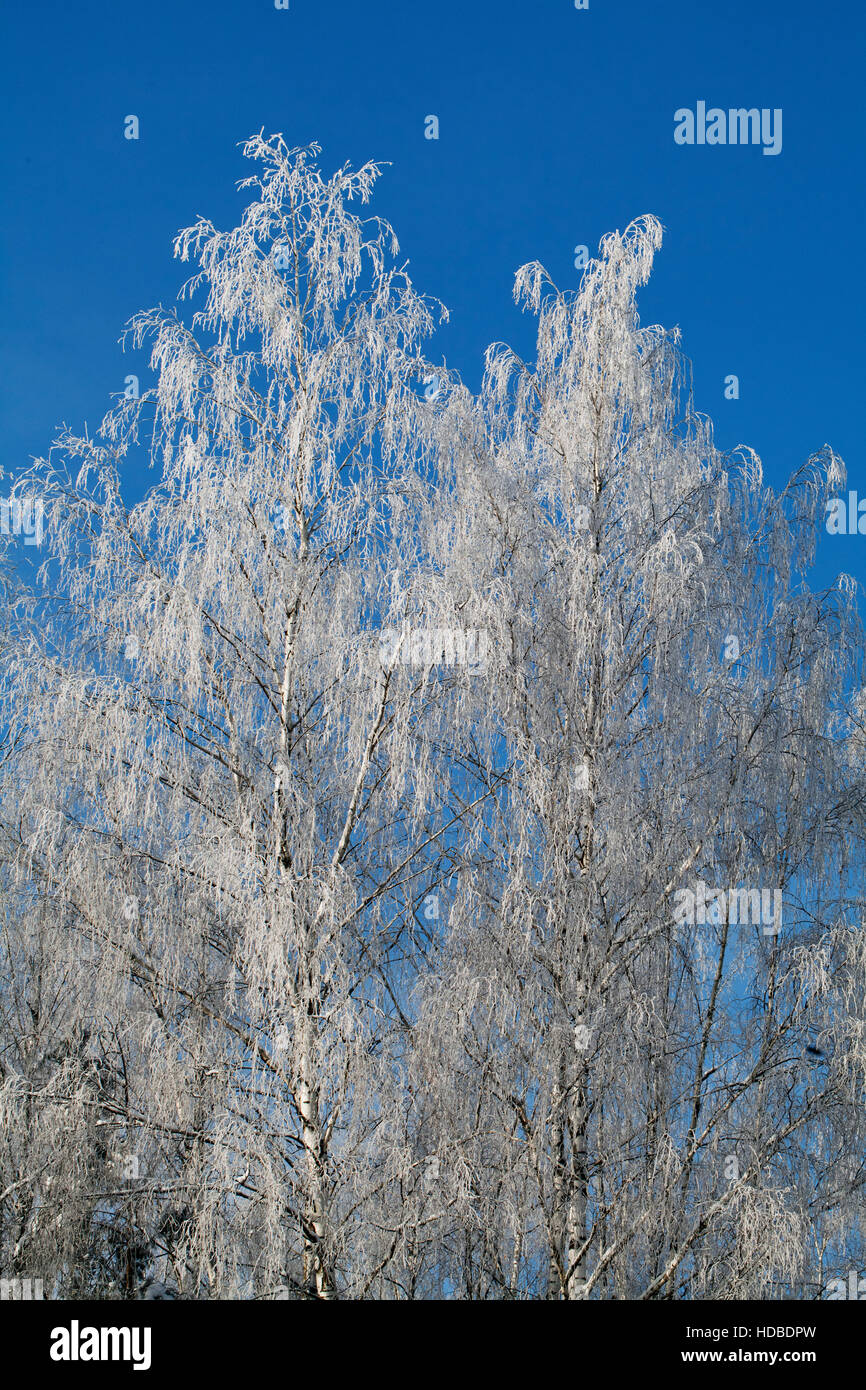 Frost covered treetops hi-res stock photography and images - Alamy