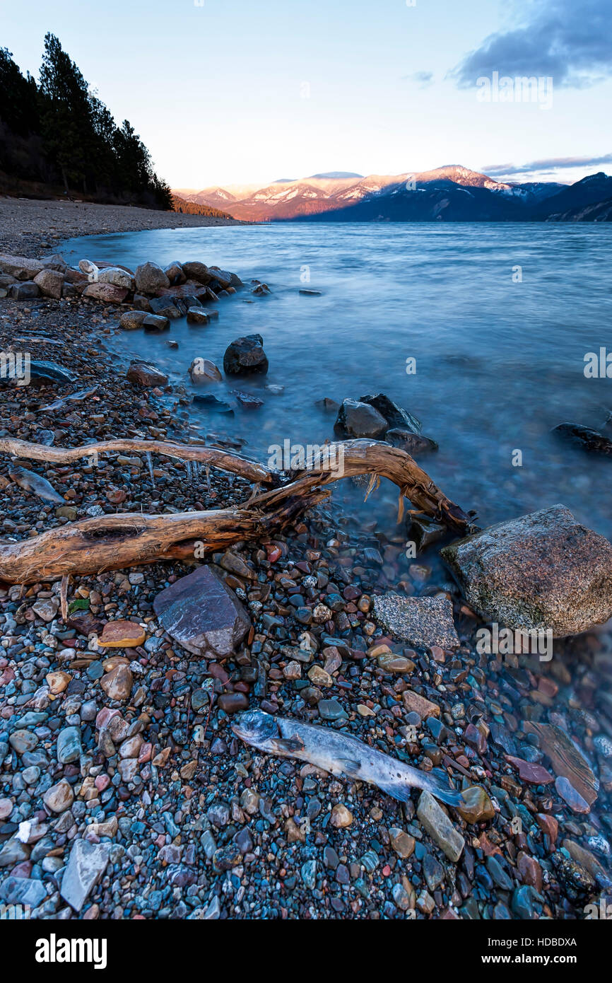 Dead fish in clear water hi-res stock photography and images - Alamy