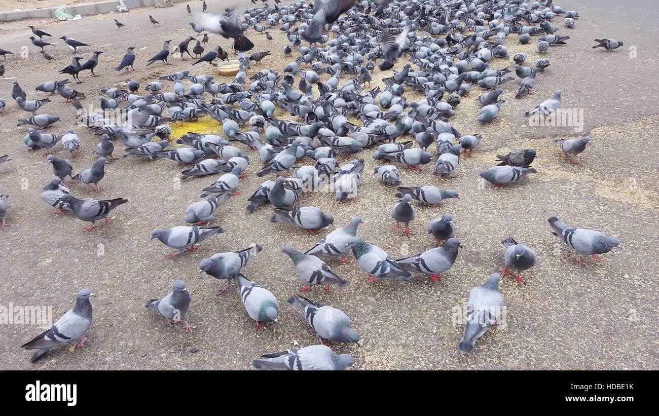 Pigeons-flock is eating seeds Stock Photo - Alamy