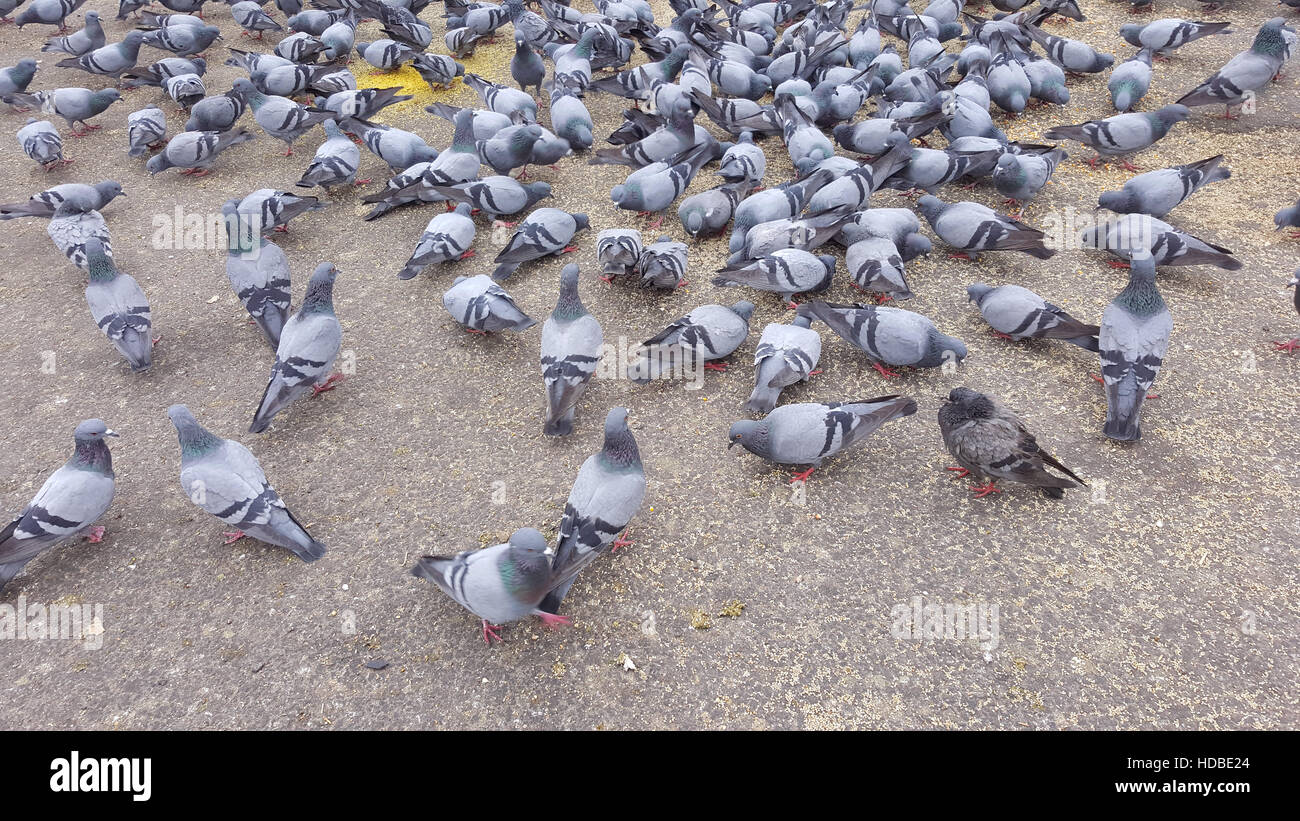 Pigeons-flock is eating seeds Stock Photo - Alamy