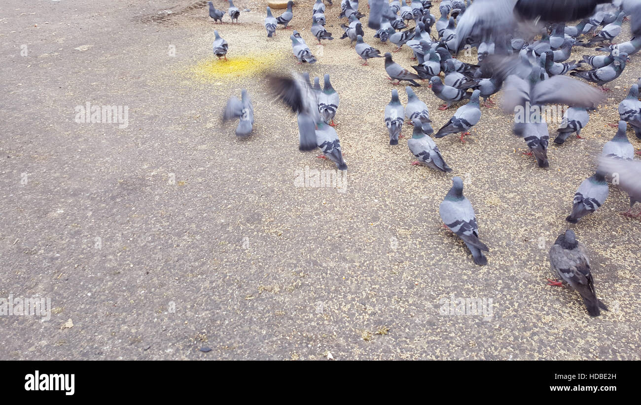 Pigeons-flock is eating seeds Stock Photo - Alamy