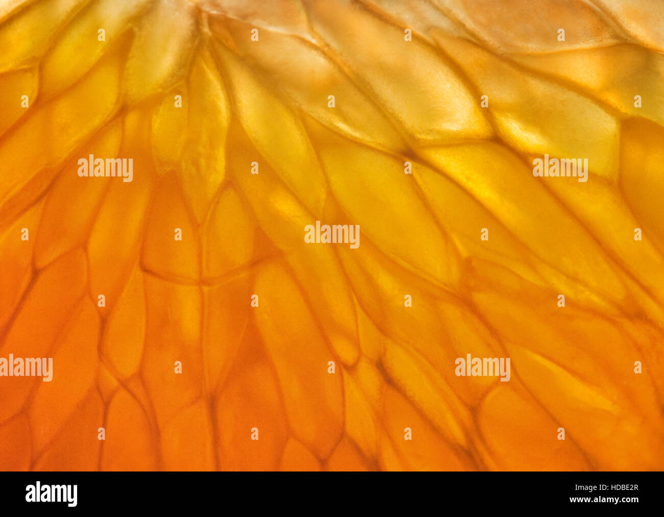 Tangerine texture hi-res stock photography and images - Alamy