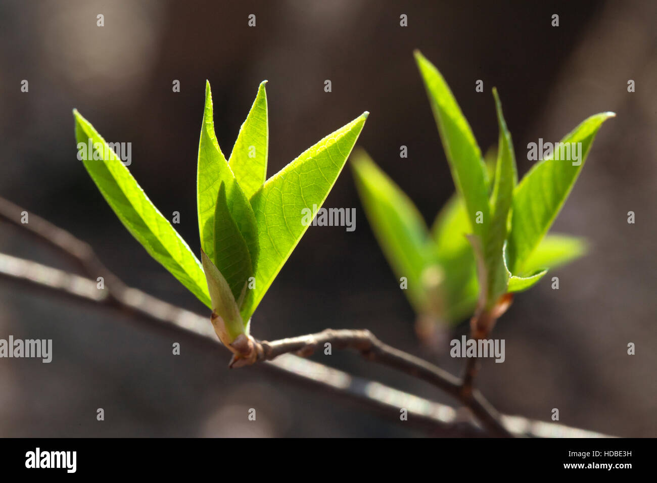 The close-up of young leaves in the spring Stock Photo - Alamy