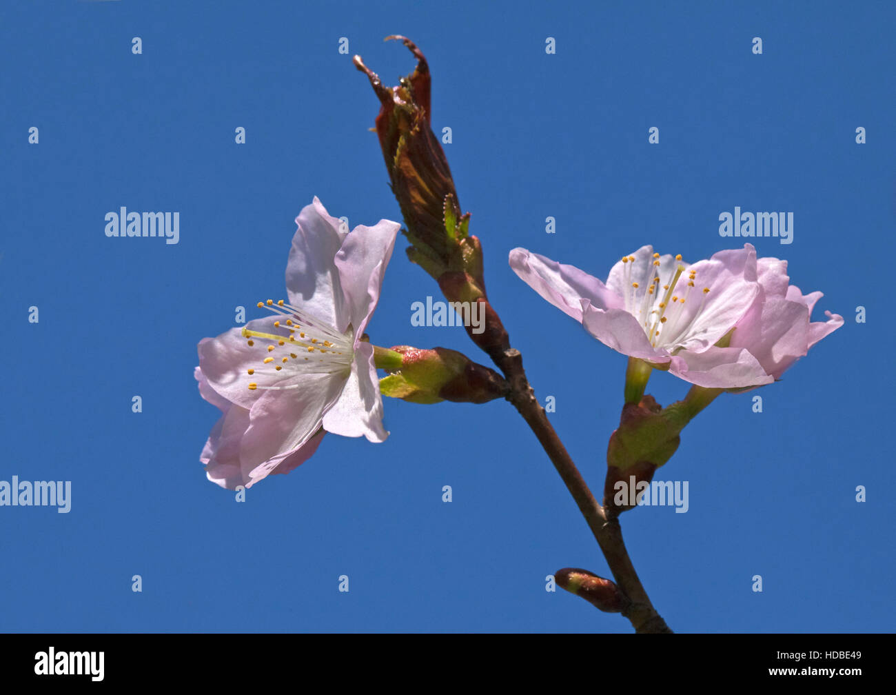 Sakura branch hi-res stock photography and images - Alamy